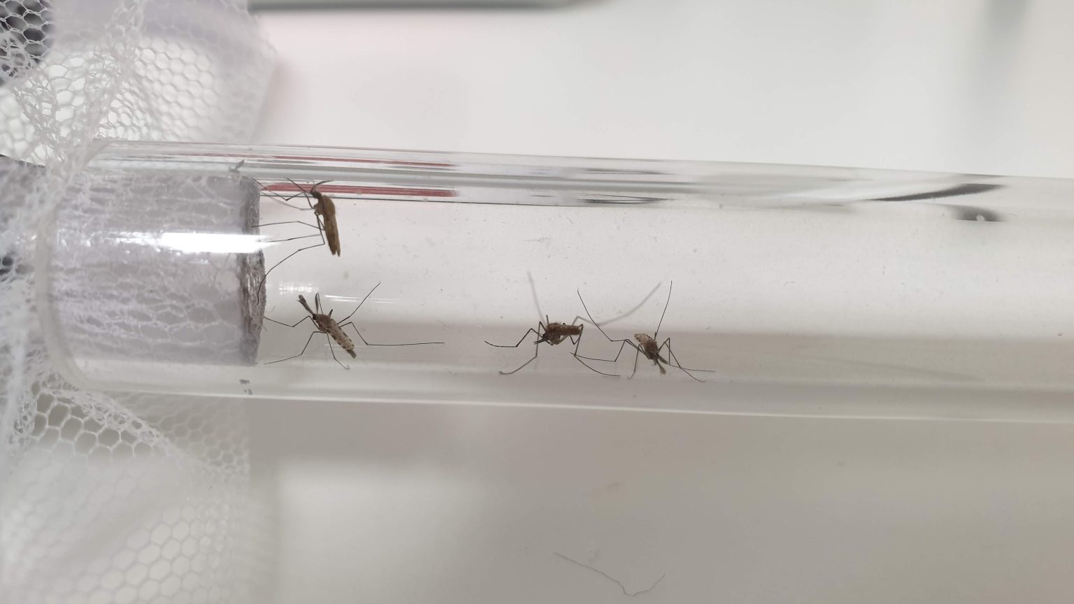 About - Innovative Vector Control Consortium