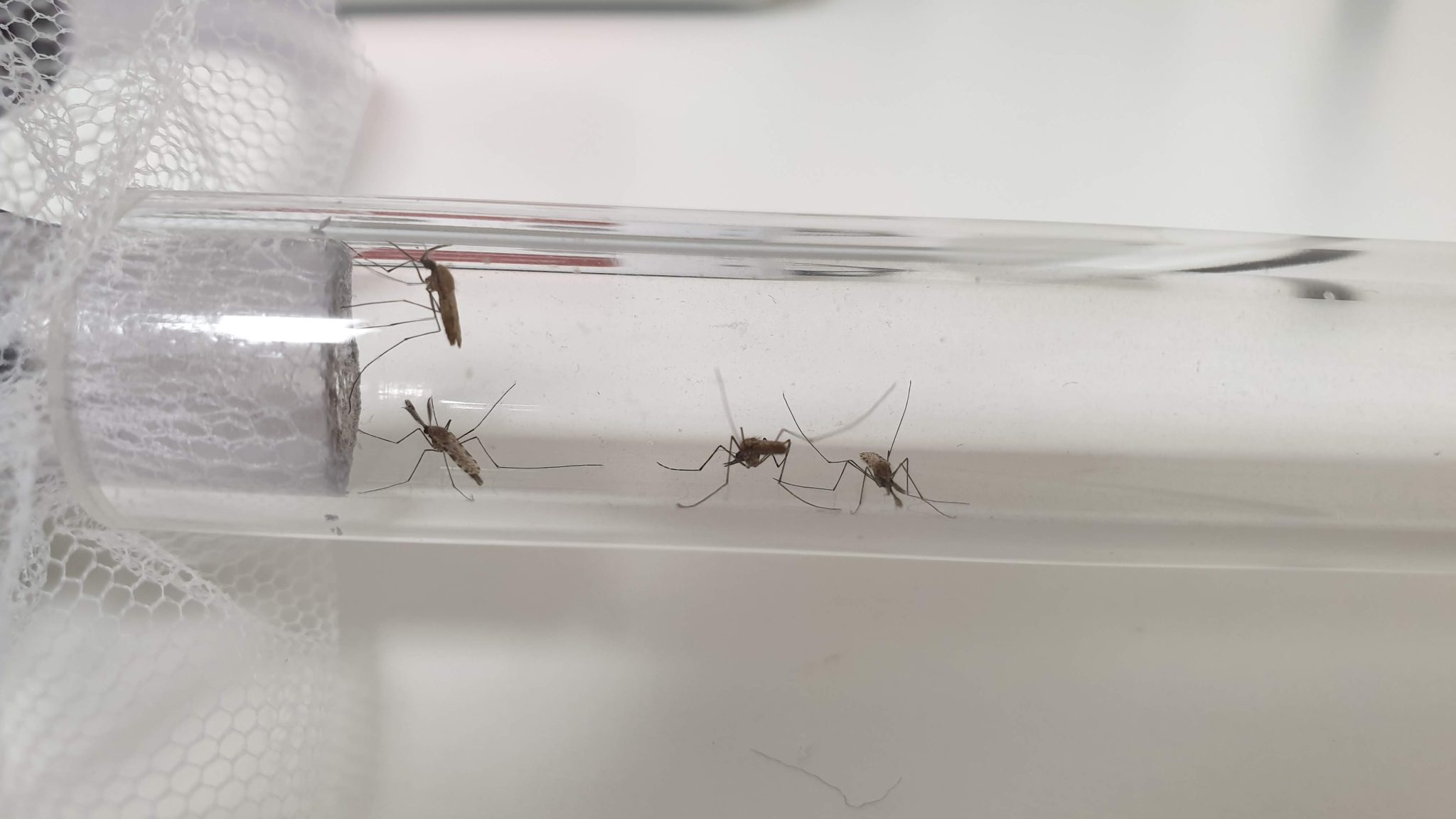 About - Innovative Vector Control Consortium