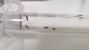 About - Innovative Vector Control Consortium