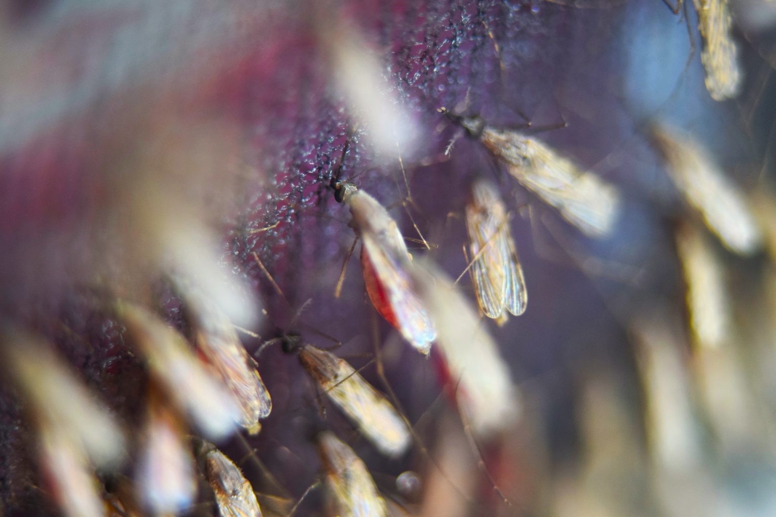 Outdoor biting control - Innovative Vector Control Consortium