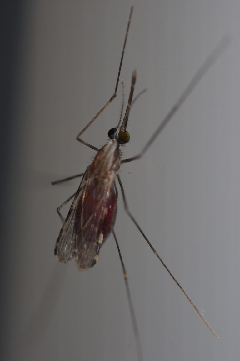 Homepage - Innovative Vector Control Consortium